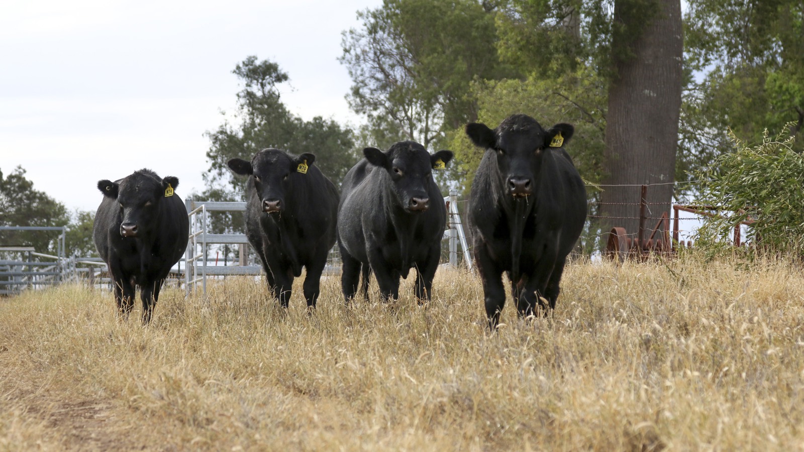 Farm News | Wallangra Angus